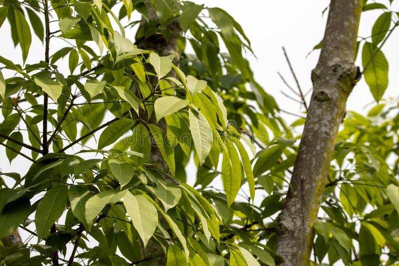 Foliage of a Rubber Tree, Hevea Brasiliensis Stock Image - Image of ...
