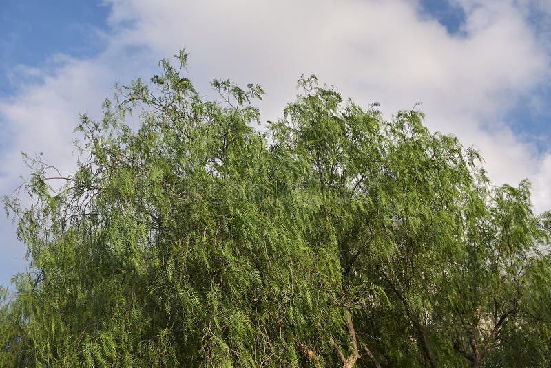 Pirul Tree Stock Photos - Free & Royalty-Free Stock Photos from Dreamstime