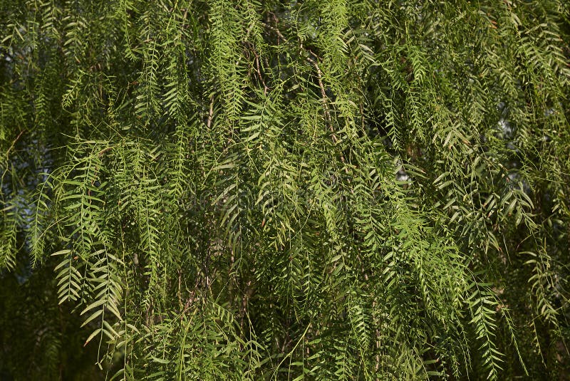 Green Branches of Schinus Molle Tree Stock Image - Image of pink, peru ...