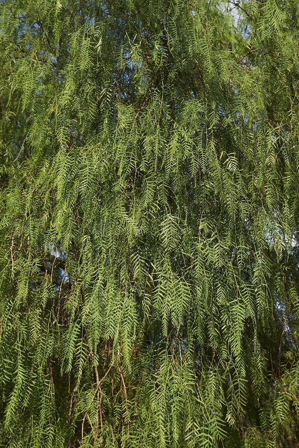 Schinus molle foliage stock photo. Image of peru, pirul - 143840950