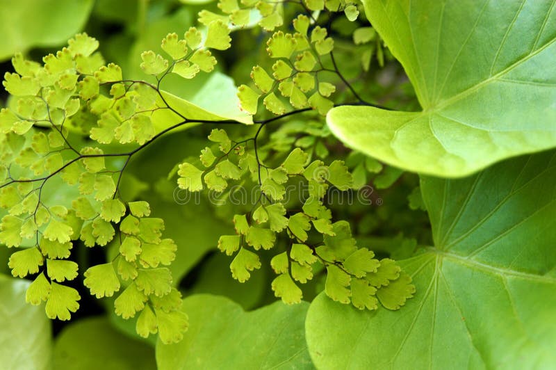 Foliage and shadow stock photo. Image of greenery, forest - 312338