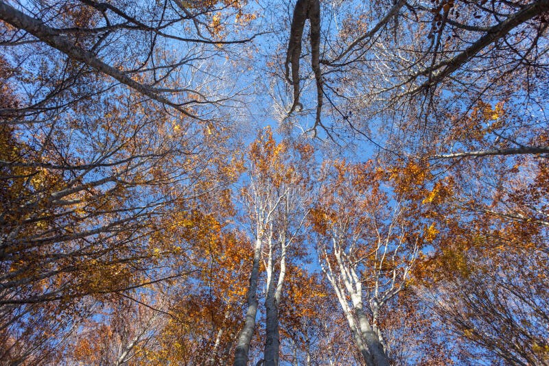 Foliage on the Sky in Autumn Inside a Birch Forest Stock Photo - Image ...