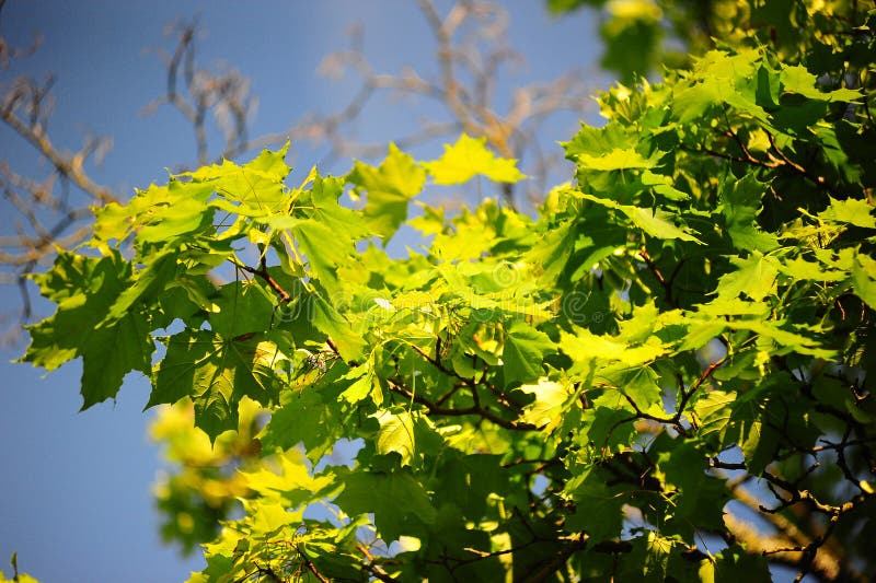 Foliage of spring maple stock image. Image of garden - 180585483