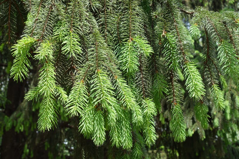 Foliage of Spruce in Late Spring Stock Image - Image of norway ...