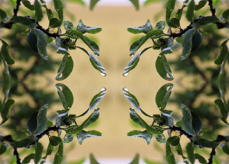 Foliage with Symmetry Effect Stock Image - Image of rural, faking ...