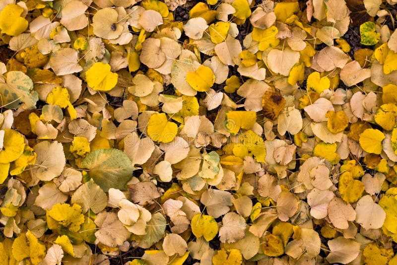 Foliage texture stock image. Image of ground, pattern - 12041495