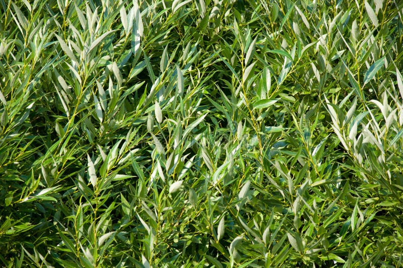 Foliage texture stock photo. Image of leaves, texture - 20477824