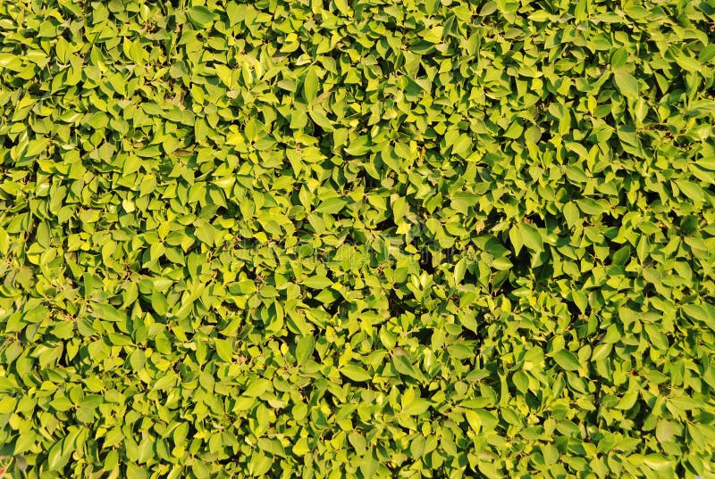 Foliage texture stock photo. Image of nature, plant, texture - 20958348