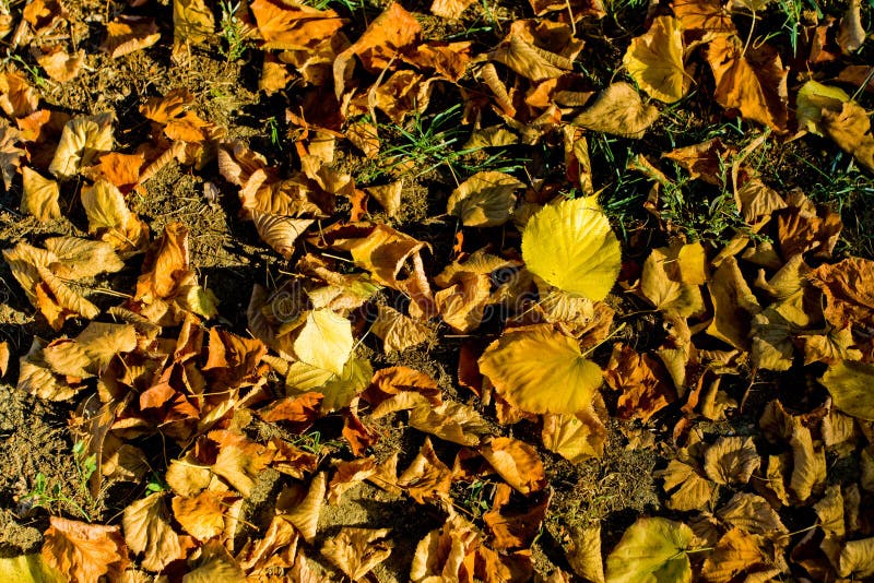 Foliage texture stock image. Image of beautiful, falling - 6765777
