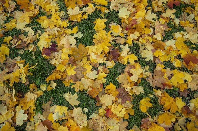 Foliage texture stock image. Image of abstract, bright - 102121275