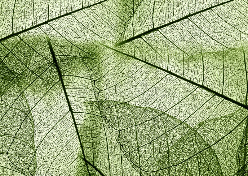 Foliage texture stock image. Image of foliage, natural - 35414279