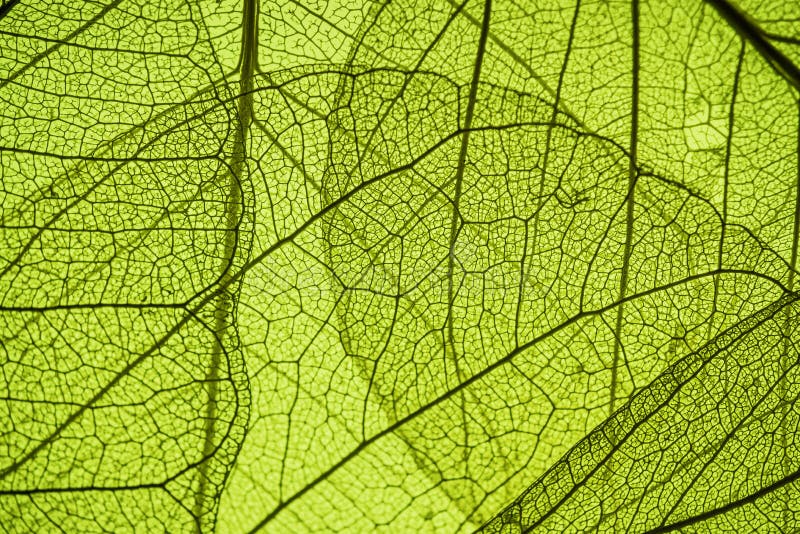 Foliage texture stock image. Image of backdrop, botanic - 35414105