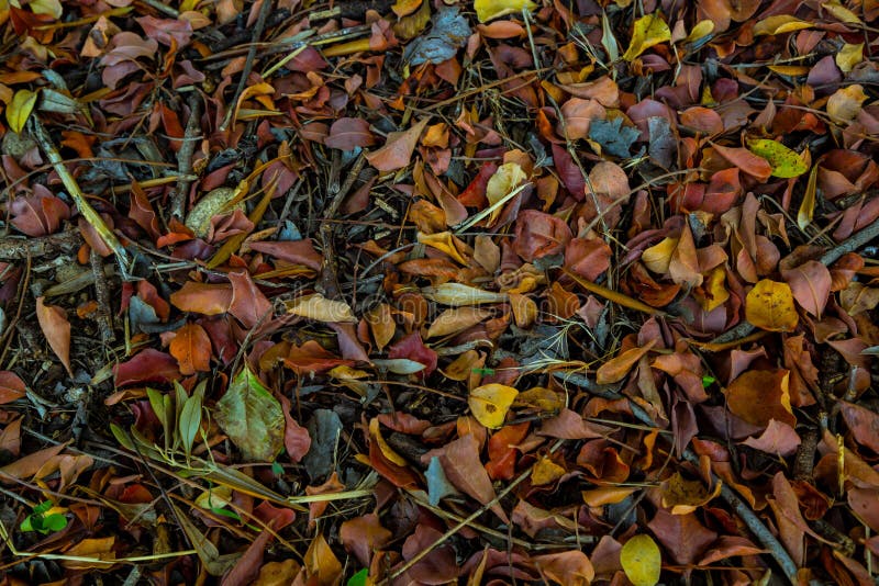 Foliage Texture stock photo. Image of background, color - 63265888