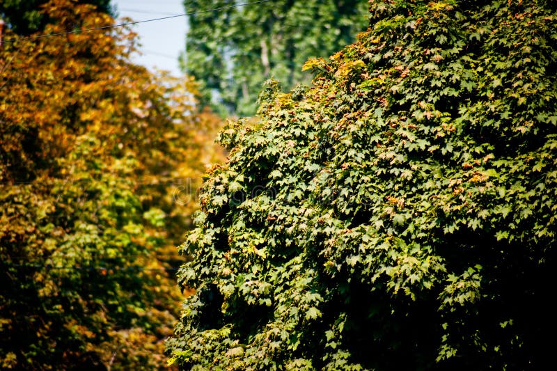 The Foliage of Three Autumn Trees is Red, Green and Yellow Stock Photo ...