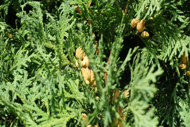 Foliage of Thuja Occidentalis with Cones Stock Photo - Image of cedar ...