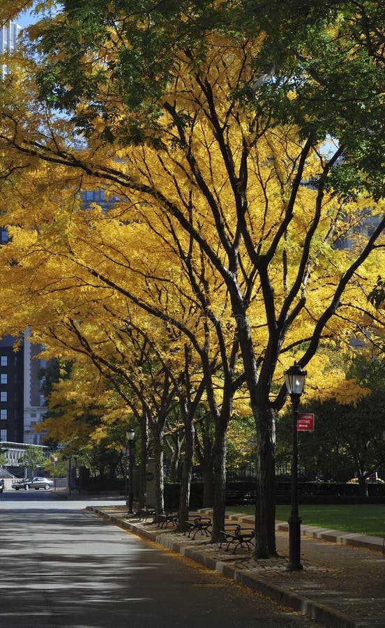 Foliage in a Tree-line Street in Manhattan Stock Image - Image of ...