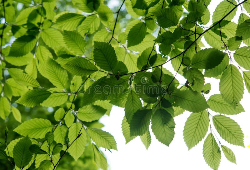 Foliage of tree in spring stock image. Image of beauty - 54256703