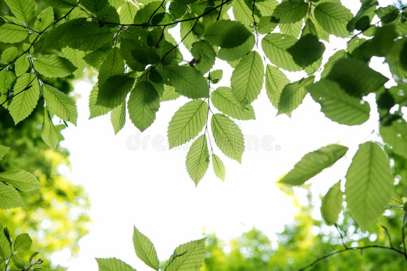 Foliage of tree in spring stock photo. Image of majestic - 54259664