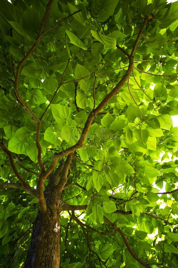 Foliage of a tree stock photo. Image of astwerk, seasons - 39394046