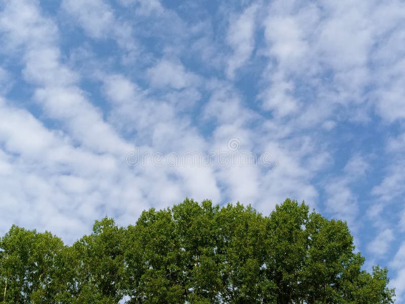 Foliage of a Tree Under the Clouds Floating Across the Blue Sky. Stock ...