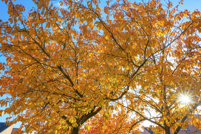 Foliage of Trees in Fall Colors in Sunlight in Autumn Stock Photo ...