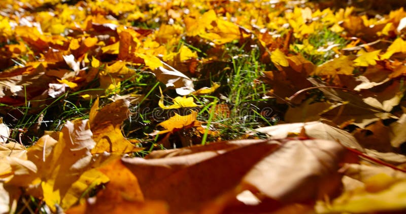 The Foliage of Trees on the Ground after Leaf Fall in Stock Video ...