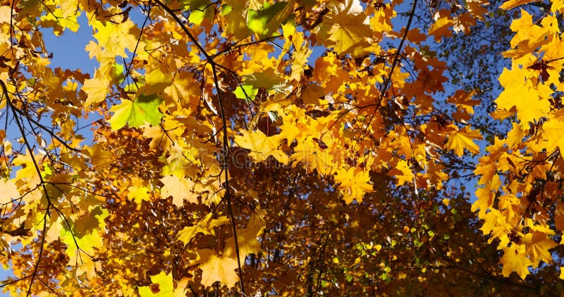 The Foliage of Trees on the Ground after Leaf Fall in Stock Footage ...