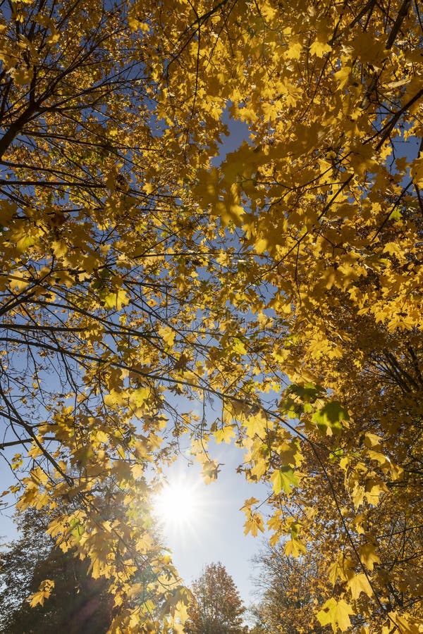Foliage of Trees on the Ground after Leaf Fall Stock Image - Image of ...
