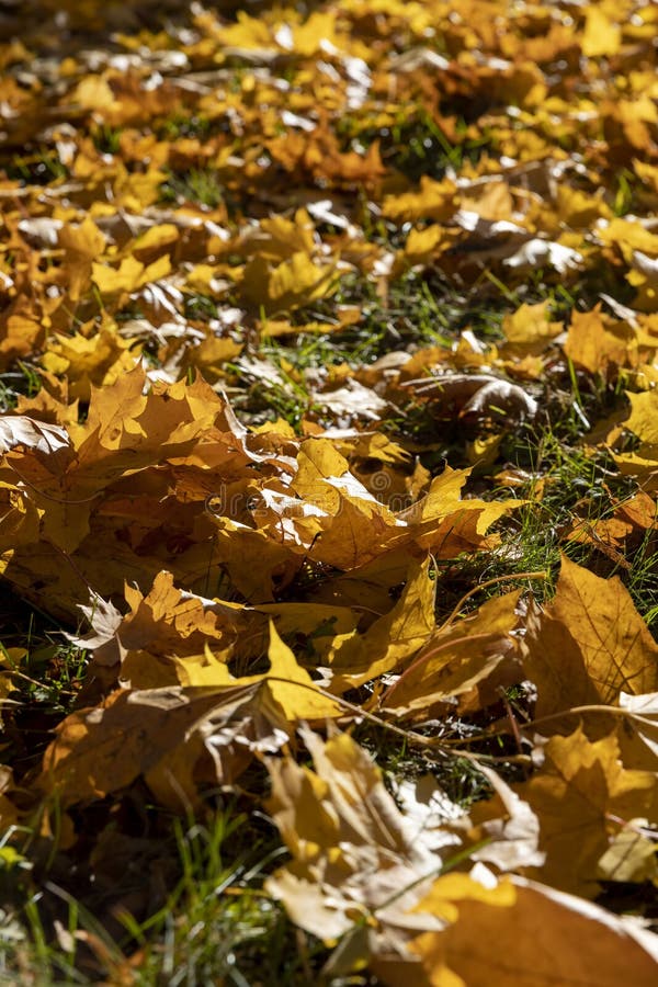Foliage of Trees on the Ground after Leaf Fall in Sunny Stock Photo ...
