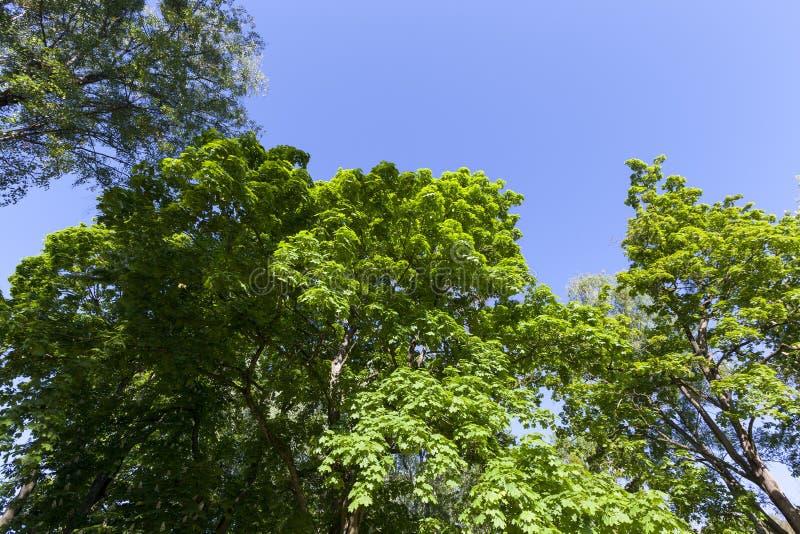 Foliage of the Trees is Illuminated by Bright Sunlight Stock Photo ...