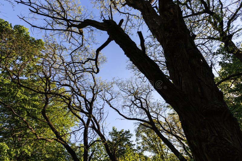 Foliage of the Trees is Illuminated by Bright Sunlight Stock Photo ...