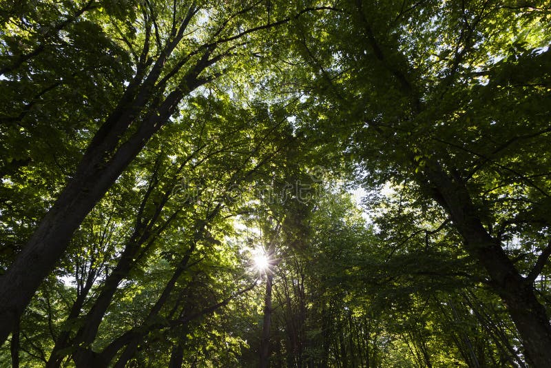 Foliage of the Trees is Illuminated by Bright Sunlight Stock Image ...