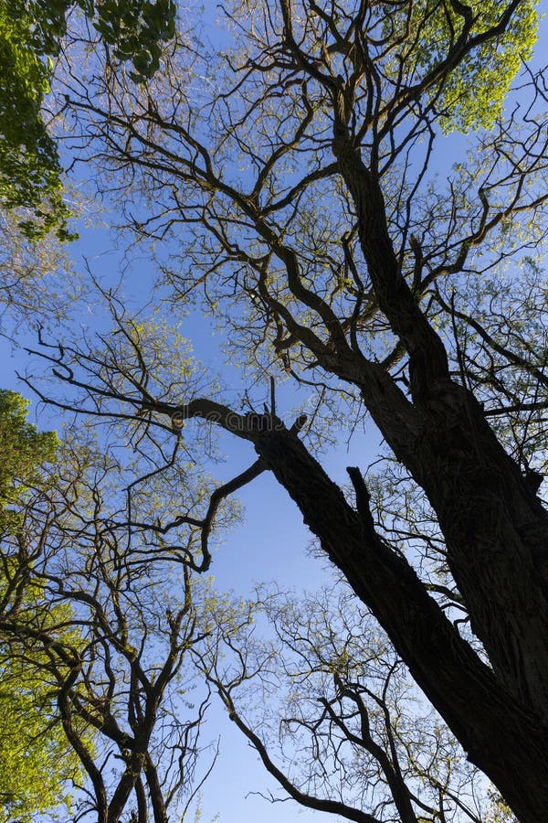 Foliage of the Trees is Illuminated by Bright Sunlight Stock Image ...