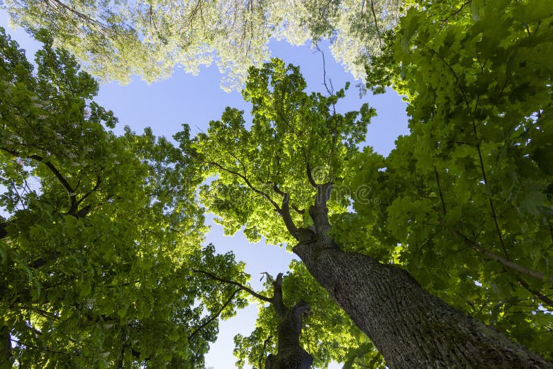 Foliage of the Trees is Illuminated by Bright Sunlight Stock Image ...