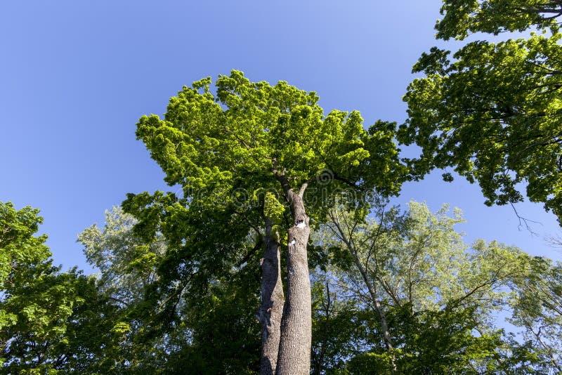 Foliage of the Trees is Illuminated by Bright Sunlight Stock Image ...