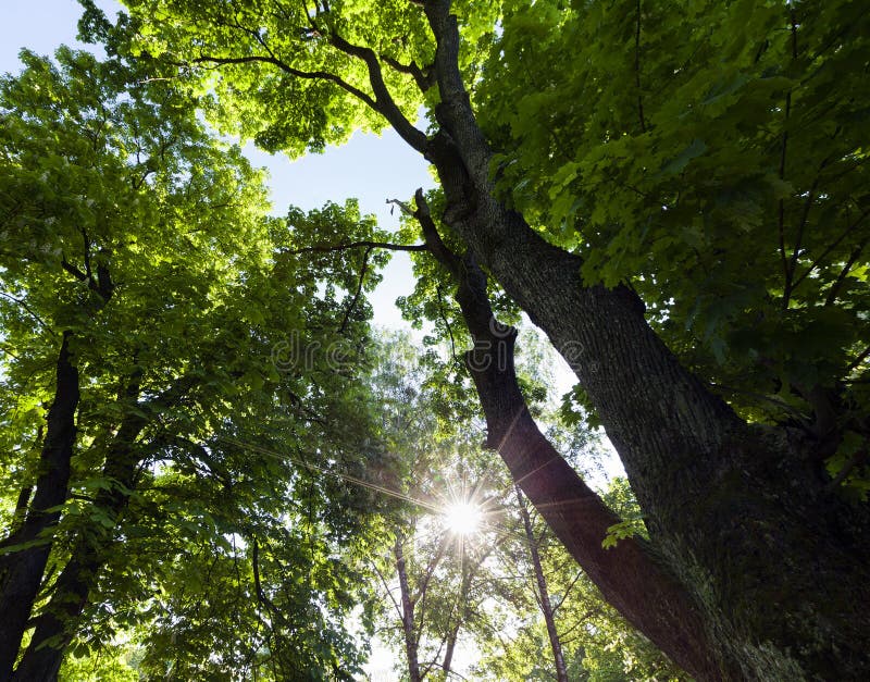 Foliage of the Trees is Illuminated by Bright Sunlight Stock Image ...
