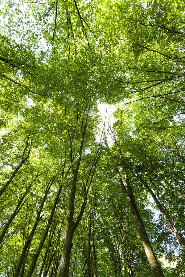 Foliage of the Trees is Illuminated by Bright Sunlight Stock Photo ...