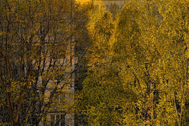 Foliage of Trees, Illuminated by Sun Stock Image - Image of bright ...