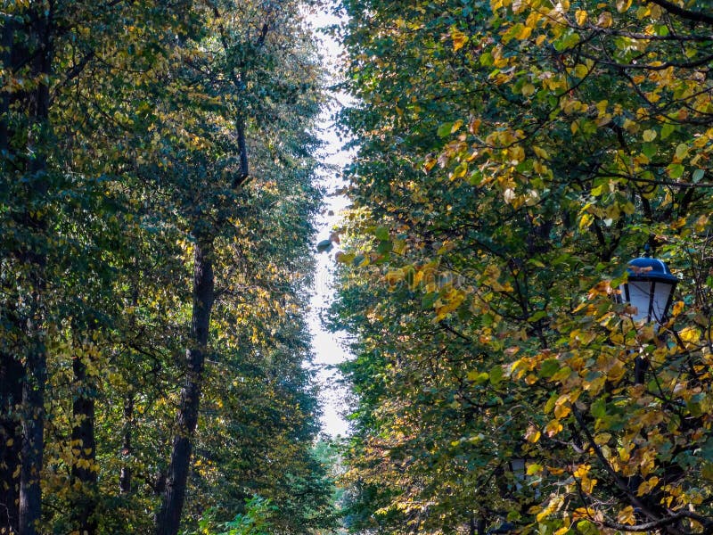 Through the Foliage of Trees Planted in a Row, You Can See the Sky ...