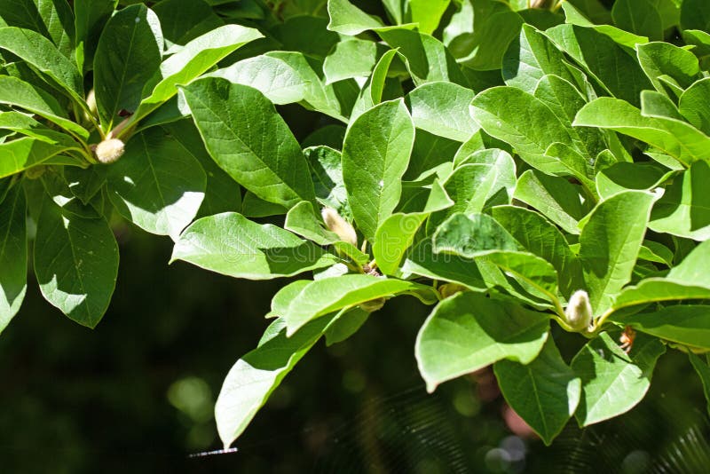 Foliage of a Tupelo, Nyssa Sylvatica Stock Image - Image of sylvatica ...