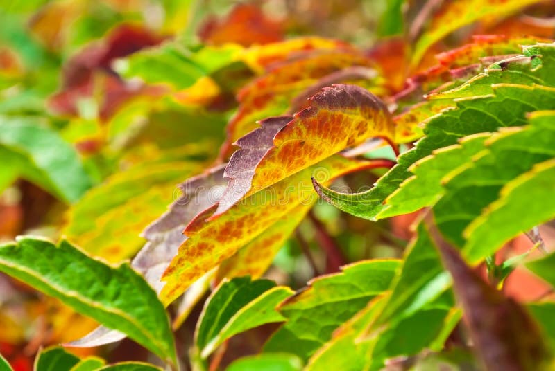 Foliage Of Virginia Creeper Stock Image - Image of grow, autumn: 16706679