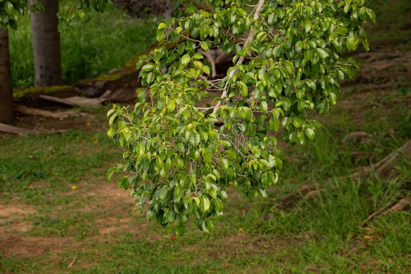 Foliage of Weeping Fig Tree Stock Photo - Image of nature, botany ...