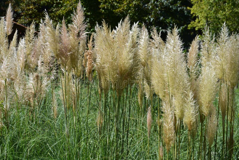 Wild Tree Roots, Background Stock Photo - Image of background, wild ...