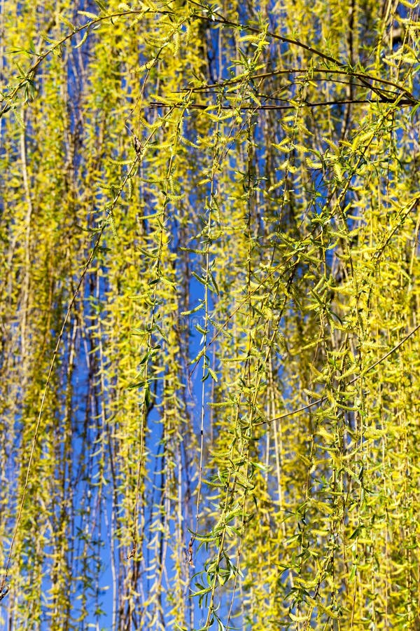 Young willow foliage stock photo. Image of april, foliage - 121824490