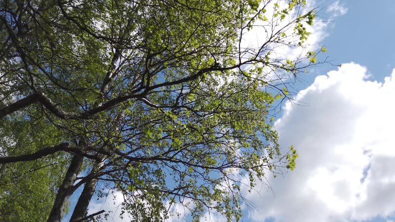 Foliage in Windy Day Slow Motion. View from Below through Tree Crown ...