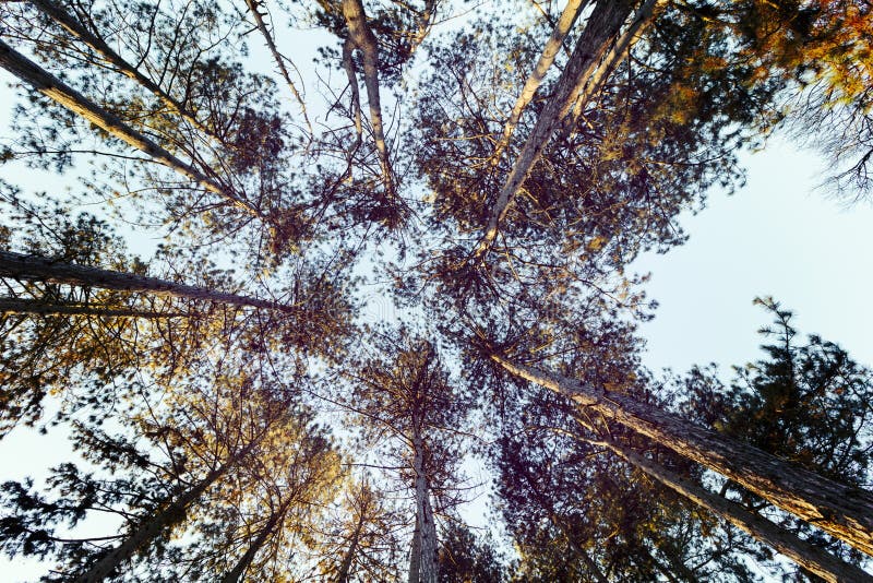 The Foliages of Trees from Bottom-view Stock Image - Image of sunlight ...