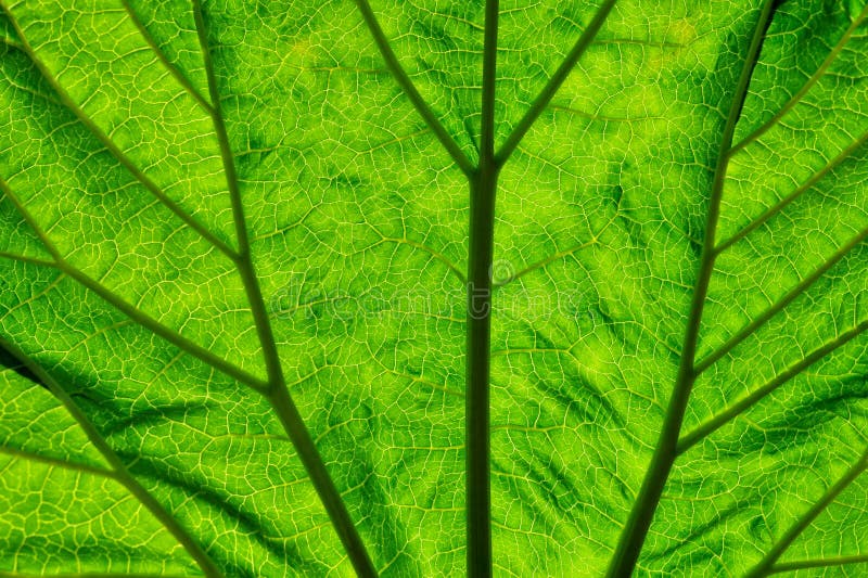 Foliate stock photo. Image of leaf, summer, branch, flora - 29592154