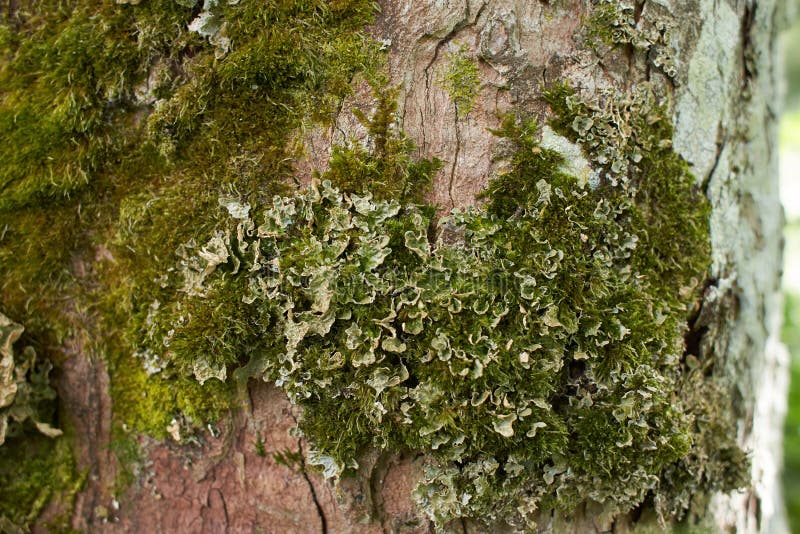 Foliose Lichen on Fir Branch Stock Photo - Image of color, close: 257959008