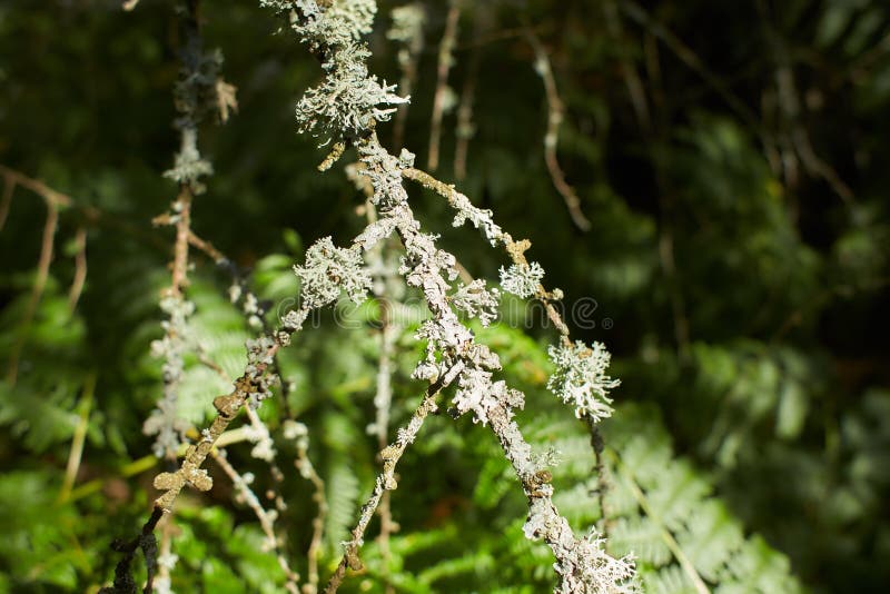 Foliose Lichen on Fir Branch Stock Photo - Image of snow, botany: 257960982