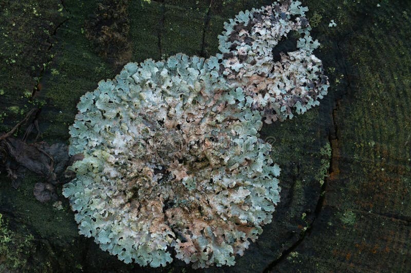 Foliose Lichen Growing on Rotting Tree Trunk Stock Image - Image of ...